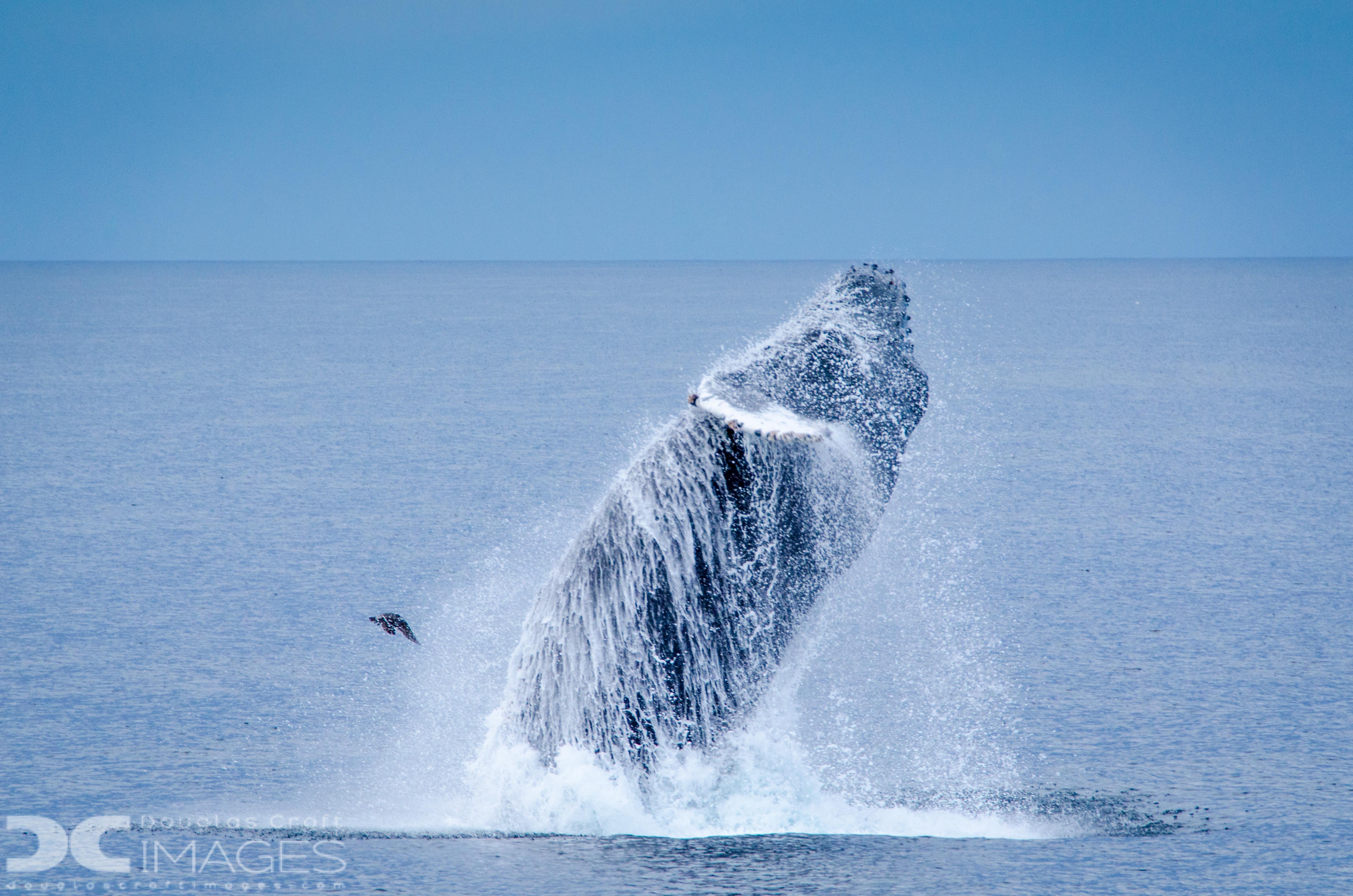 Flying Humpback | Shutterbug